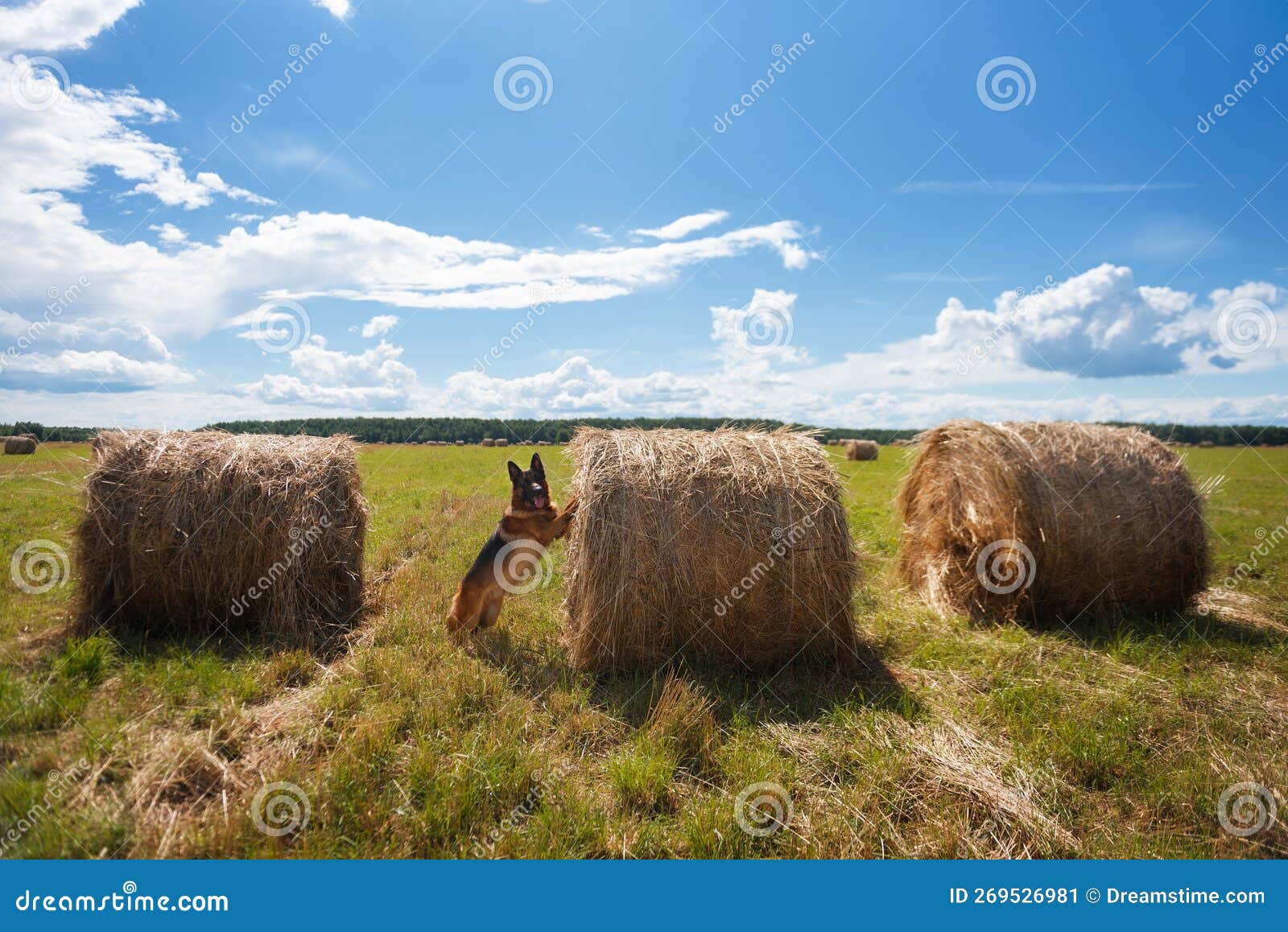 Smart Red German Shepherd Dog Leaning on a Big Haystack Stock Image ...