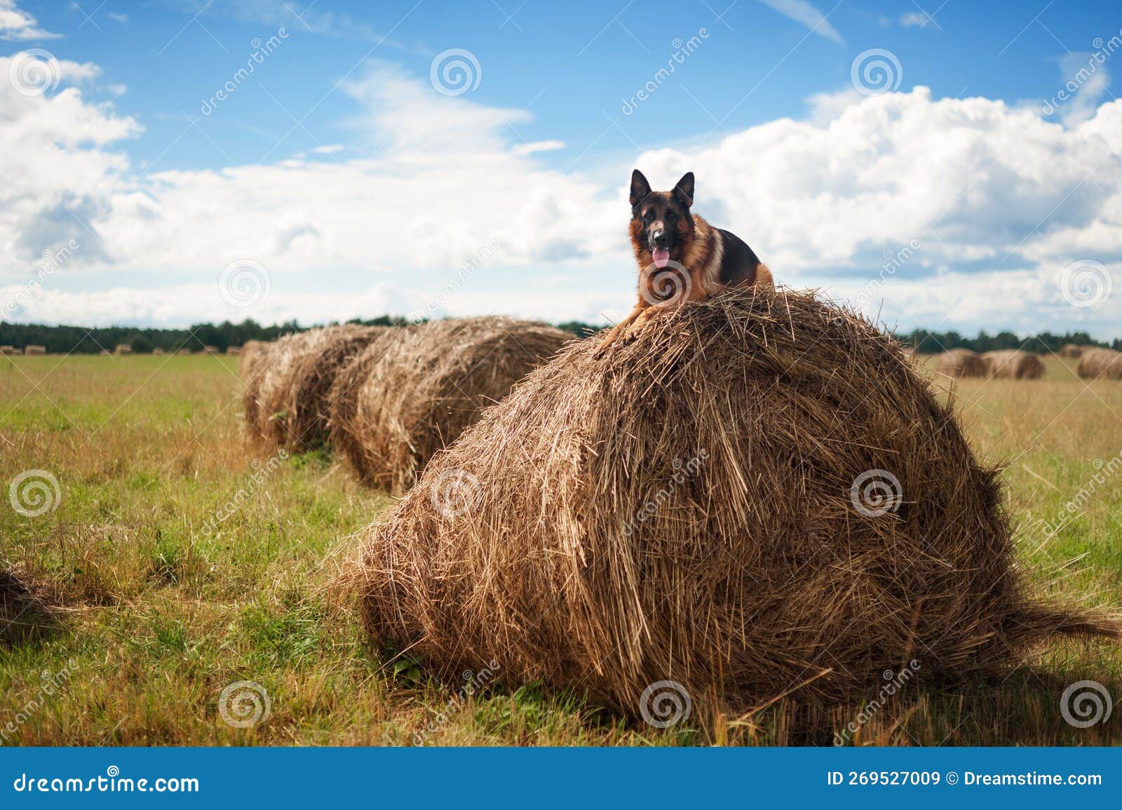 Smart Red German Shepherd Dog Lying on a Big Haystack Stock Image ...