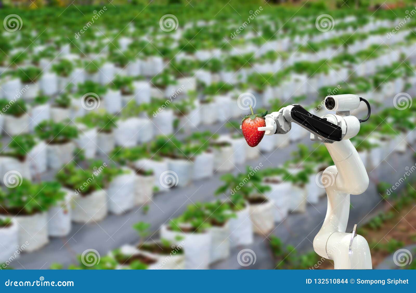 Farmers Use Futuristic Tablet To Inspect Robotic Arm Harvest Produce ... Farmers Use Futuristic Tablet To Inspect Robotic Arm Harvest Produce ...