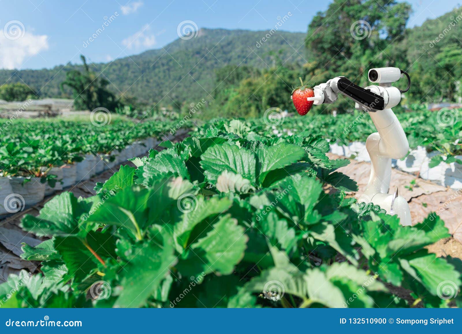 Farmers Use Futuristic Tablet To Inspect Robotic Arm Harvest Produce ... Farmers Use Futuristic Tablet To Inspect Robotic Arm Harvest Produce ...