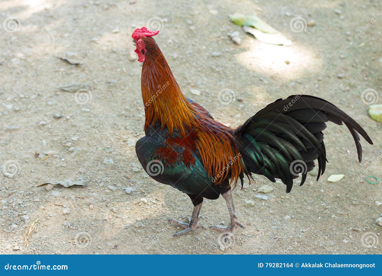 A smart rooster stock photo. Image of comb, chick, environment - 79282164