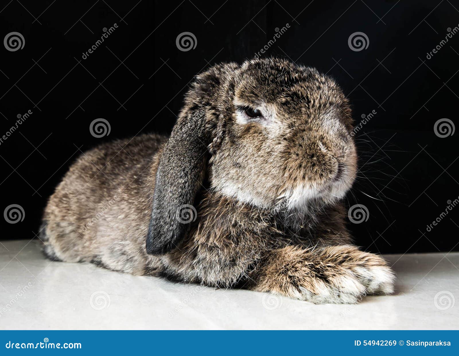 Smart senior rabbit stock image. Image of dwarf, domestic - 54942269