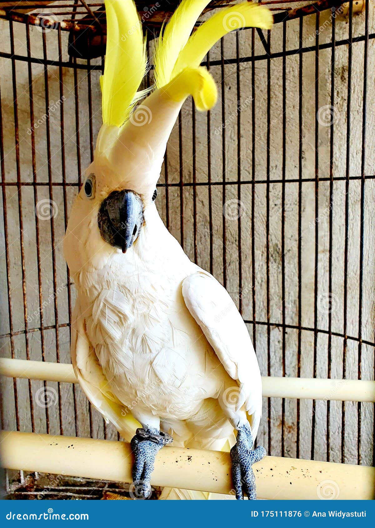 A Smart and Smart Parrot in the Cage Stock Photo - Image of smart ...