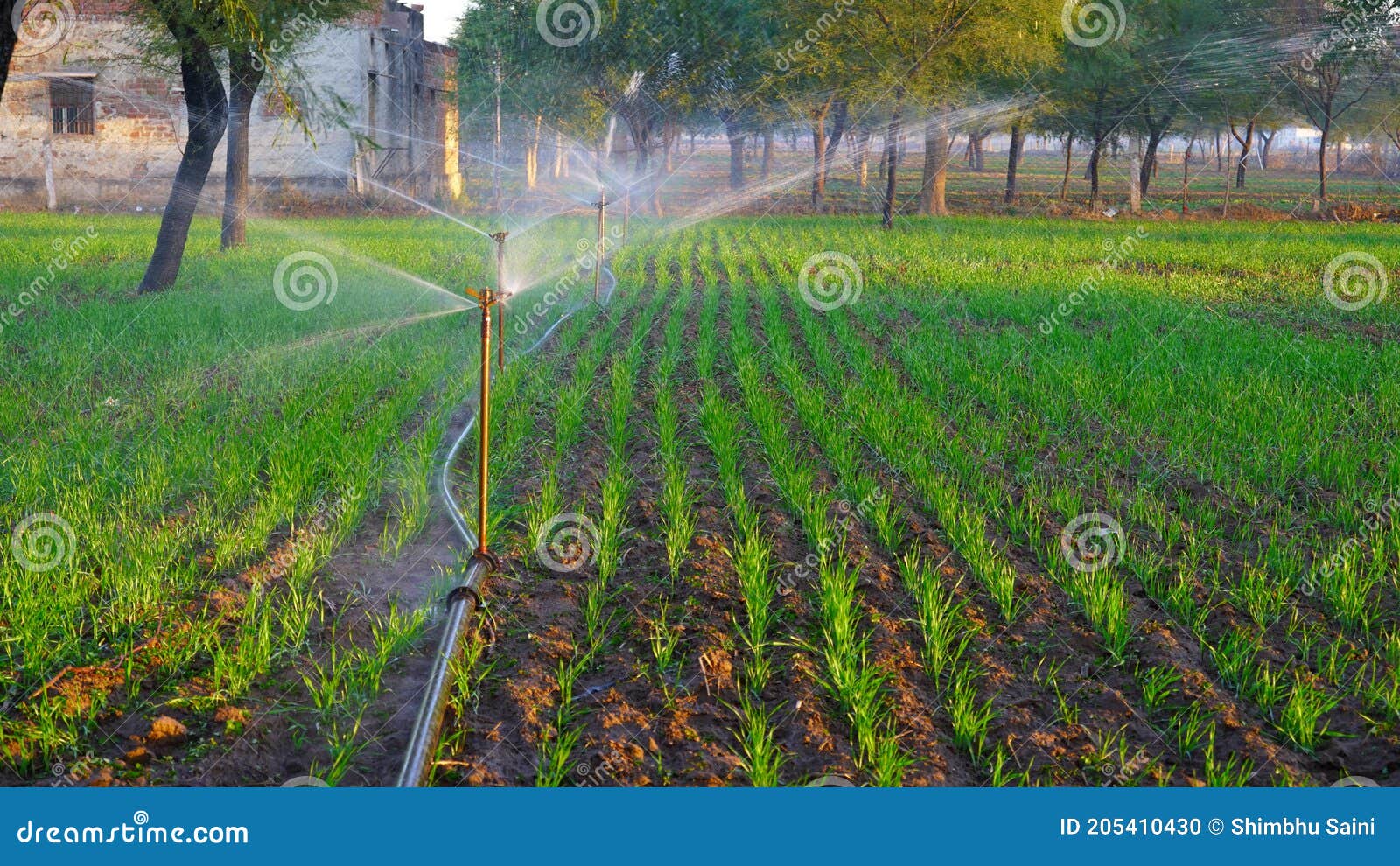 Modern Sprinkler Working On Grass Irrigation. Multiple Sprinkler System ...