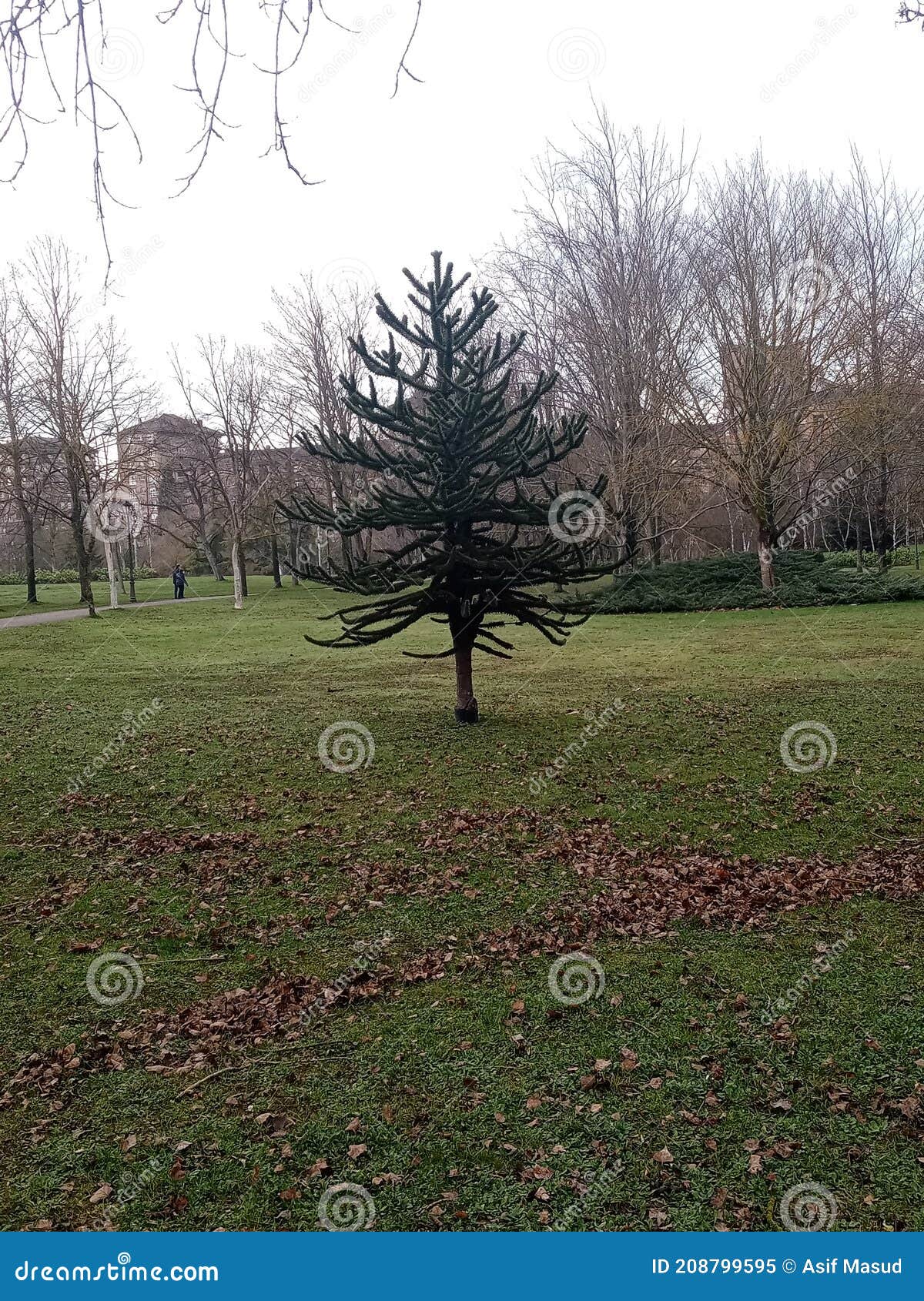 Sunset in the Park, Trees and Grass Stock Image - Image of plant ...