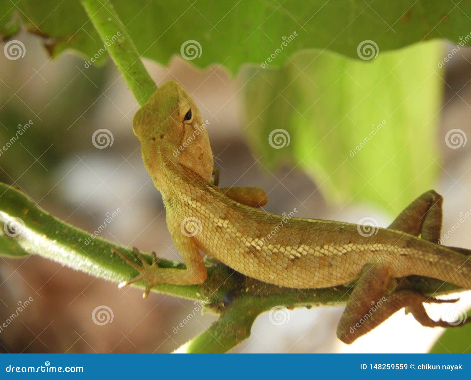 Smartest lizard stock image. Image of lizard, unique - 148259559