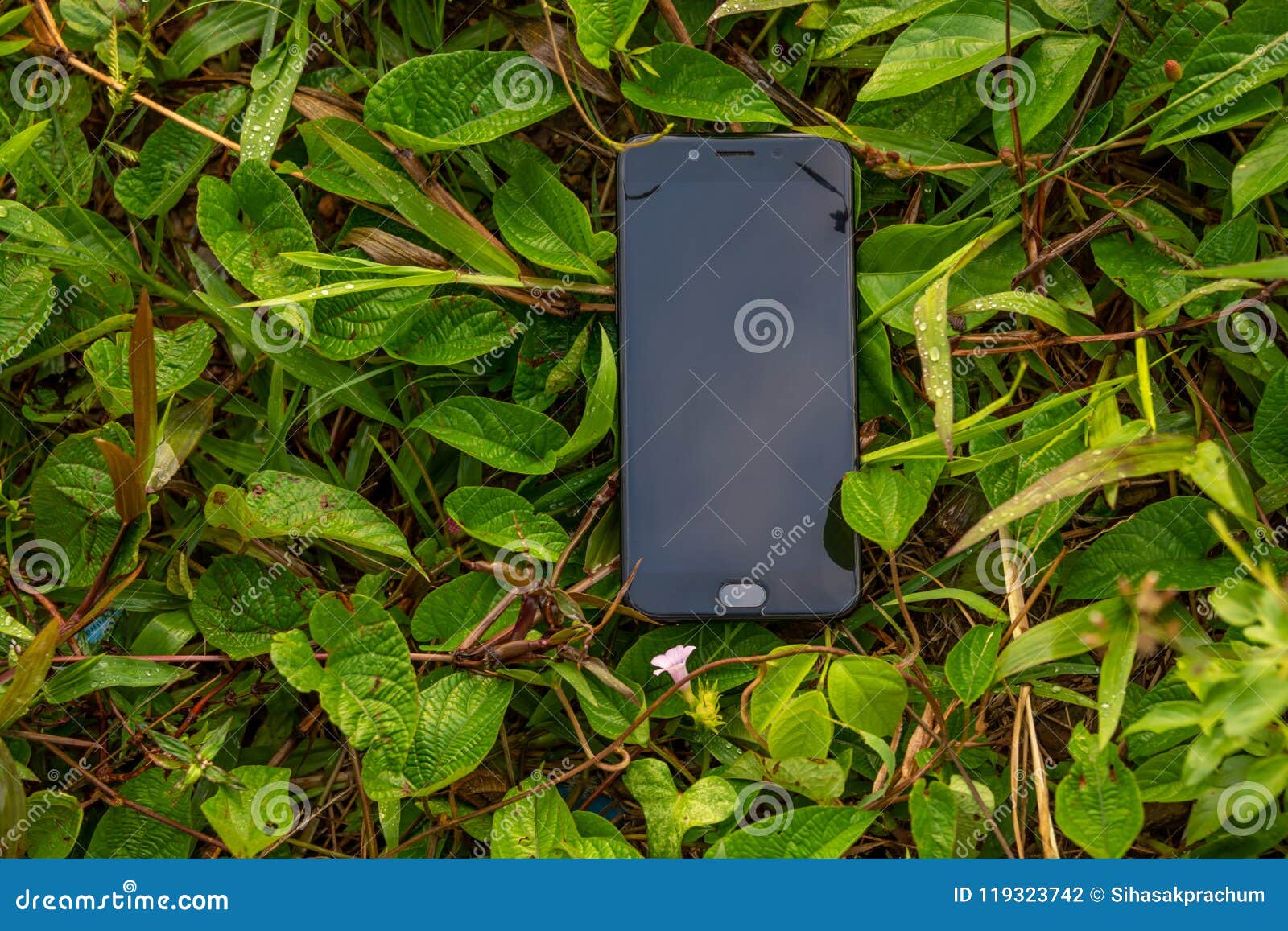 Smartphone on Grass and Leaf Floor Stock Photo - Image of connection ...