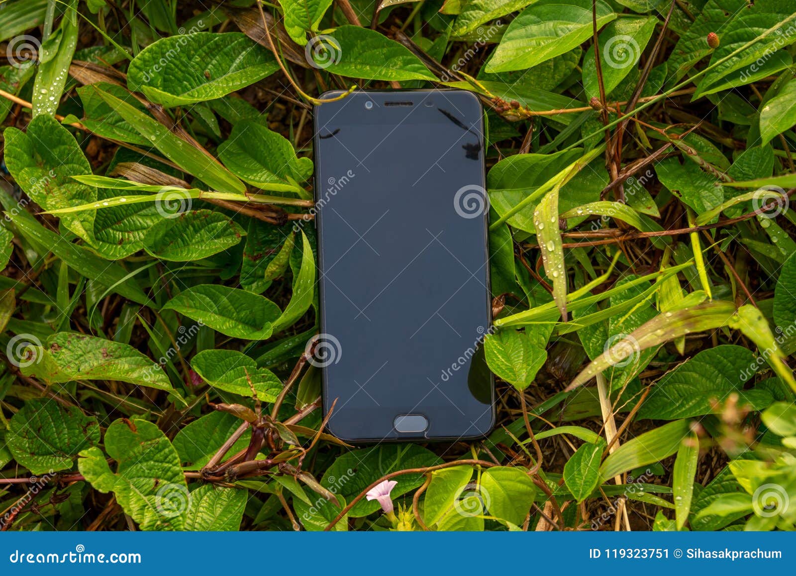 Smartphone on Grass and Leaf Floor Stock Image - Image of mobile ...