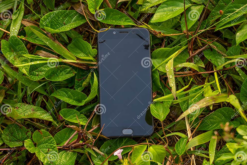 Smartphone on Grass and Leaf Floor Stock Image - Image of mobile ...