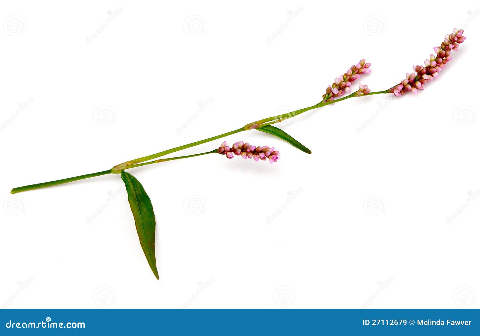 Smartweed stock image. Image of weed, polygonum, annual - 27112679