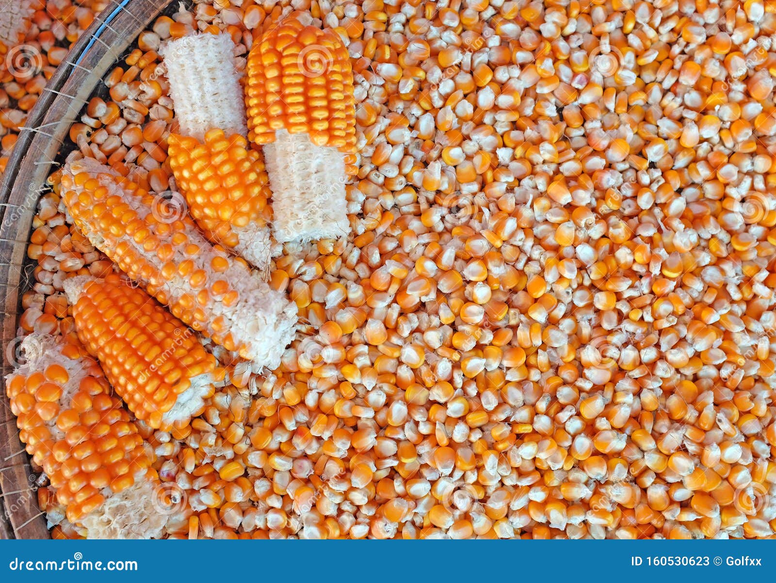 Smash Corn on Corn Grains, Whole Background Stock Image - Image of ...