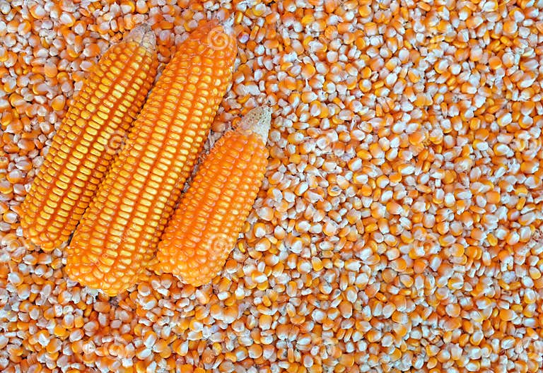 Smash Corn on Corn Grains, Whole Background Stock Photo - Image of ...