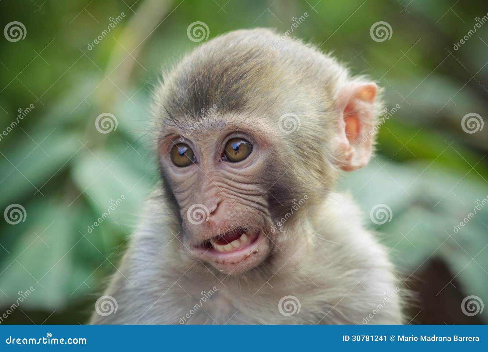 Smashed stock image. Image of nose, nature, coos, face - 30781241