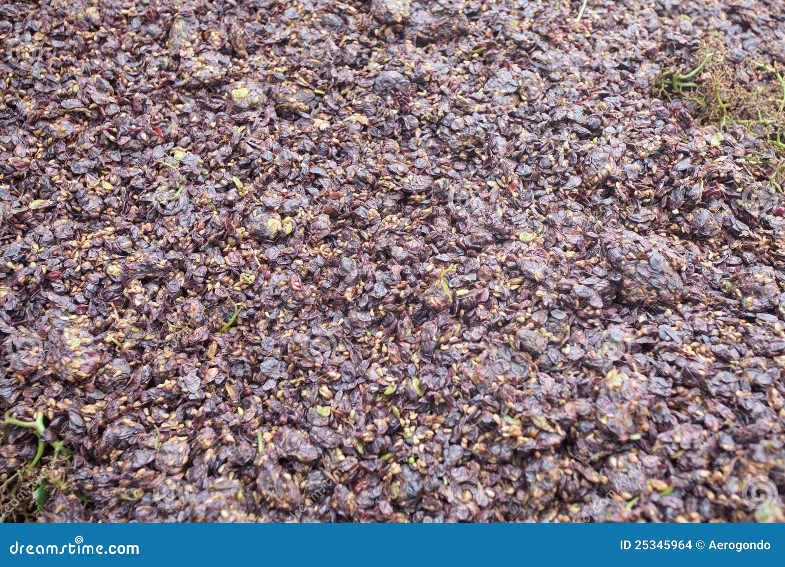 Smashed grapes stock photo. Image of process, used, sweet - 25345964