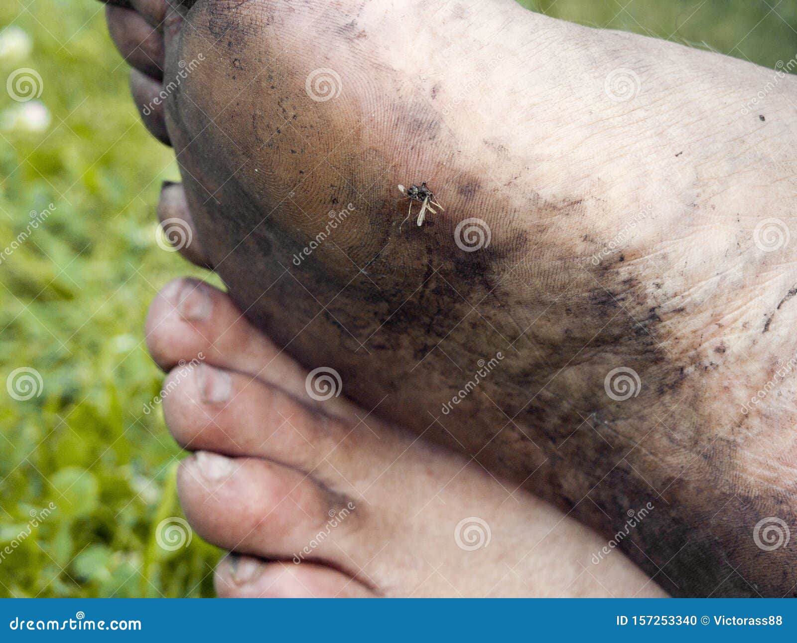 Smashed Mosquito Net In A Ruined Room Stock Photography | CartoonDealer ...