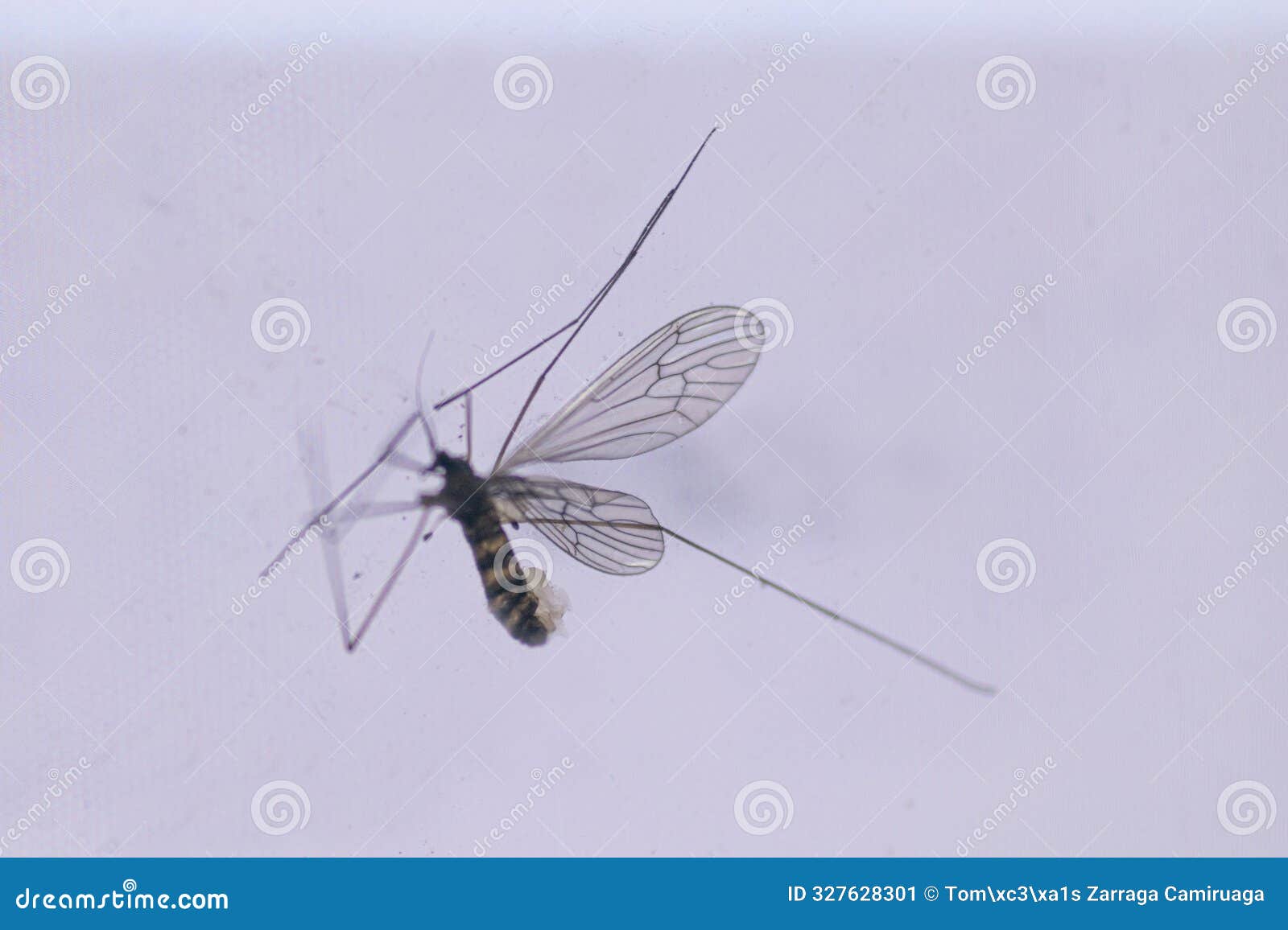 Smashed Mosquito on a Screen Stock Image - Image of mosquito, insect ...