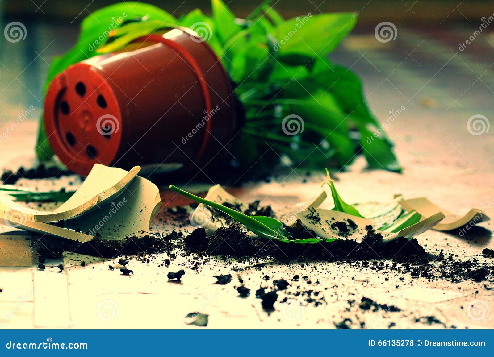 Smashed plant pot stock photo. Image of plant, floor - 66135278