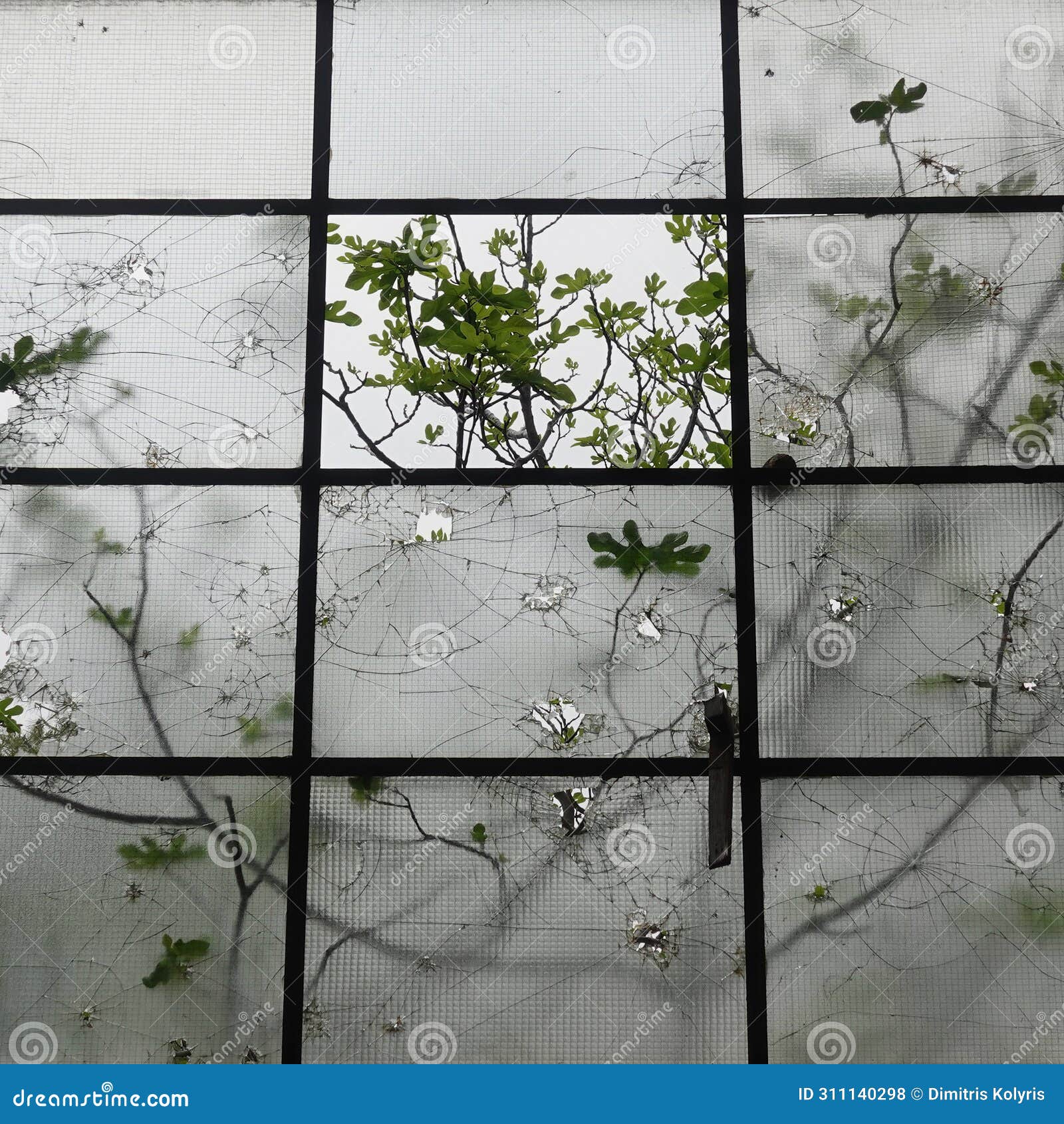 Smashed Windows Broken Glass and Fig Tree Branches Nature Fragments ...