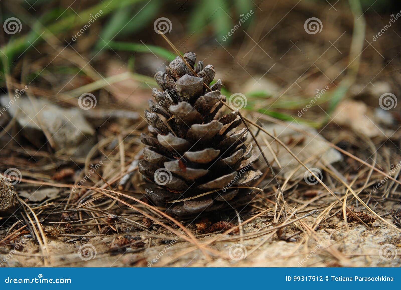 Bump in forest glade stock photo. Image of pine, bump - 99317512