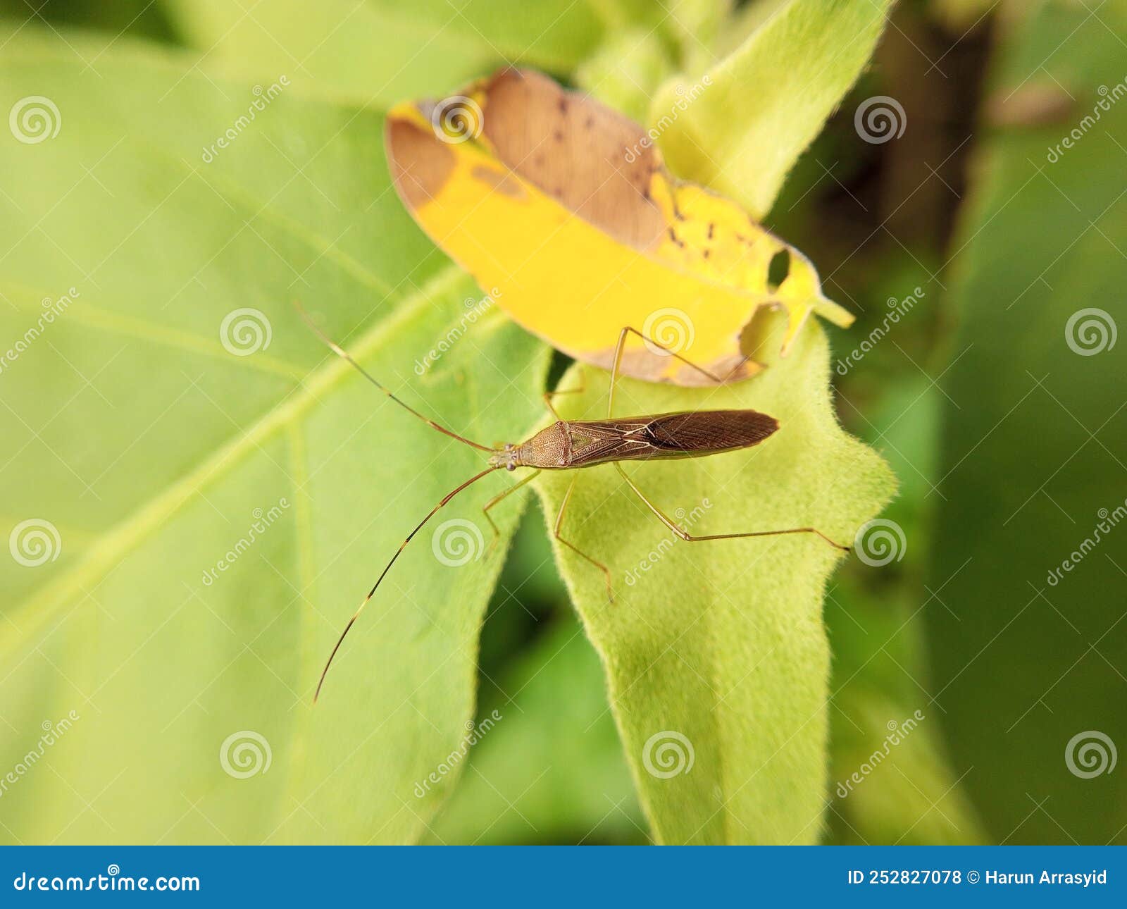 The Smell of Brown Stink Bugs Stock Photo - Image of leaf, invertebrate ...