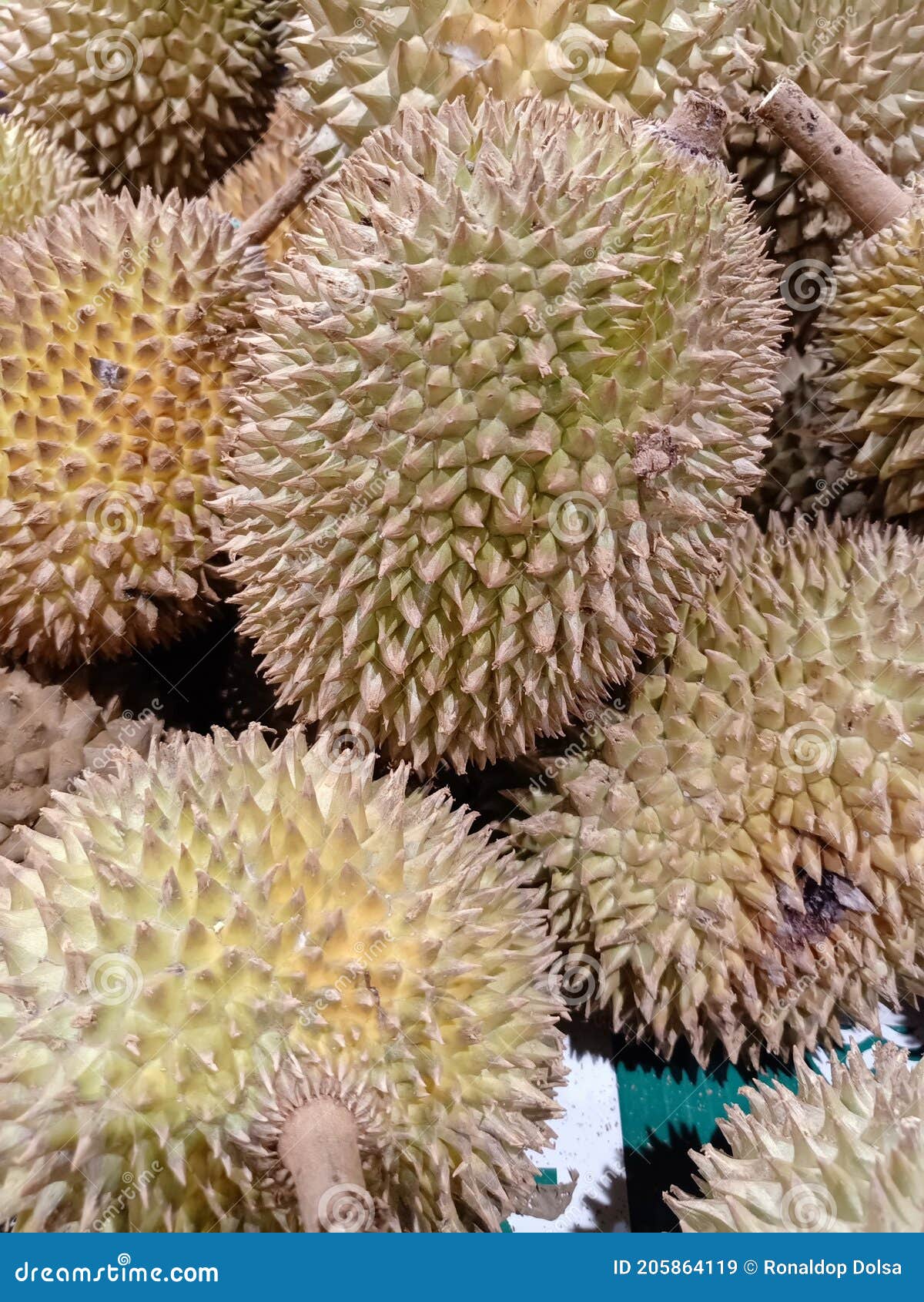 The smell of Durian stock image. Image of lilac, smell - 205864119