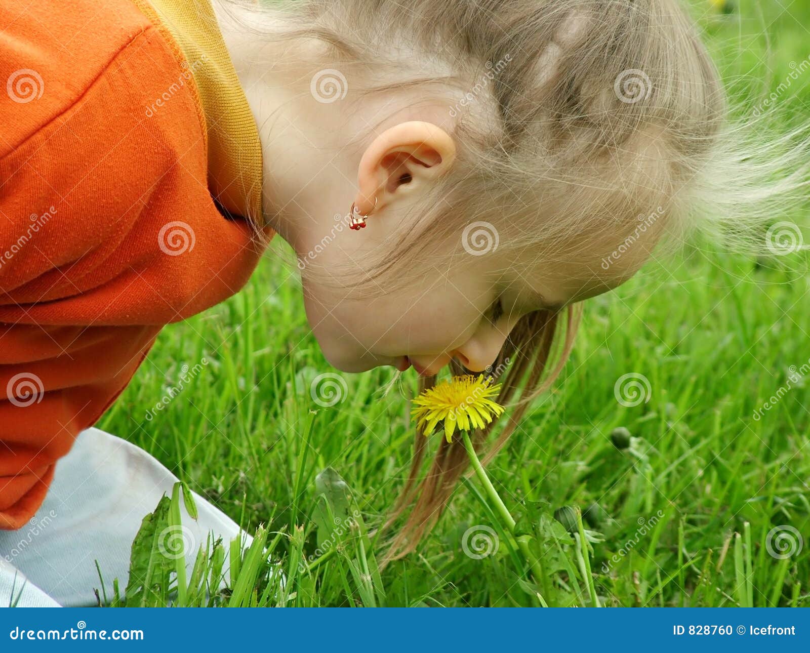 Smell the Flower stock photo. Image of beautiful, dream - 828760
