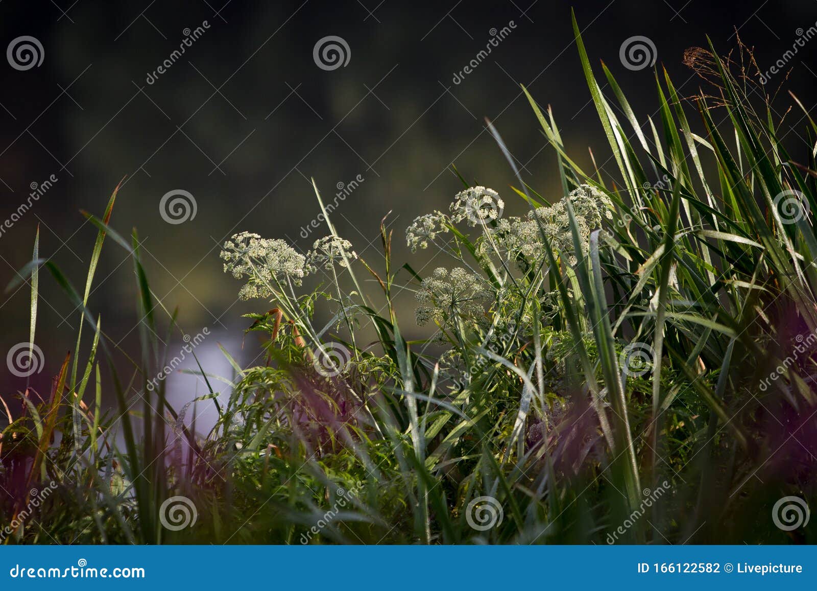 The smell of grass stock photo. Image of green, summer - 166122582