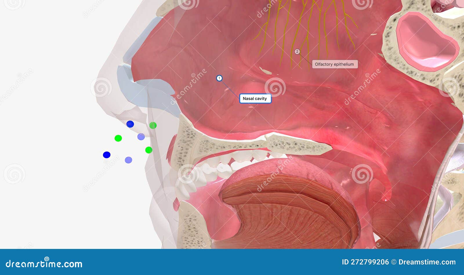 Smell Refers To the Perception of Odorants (molecules) that are ...