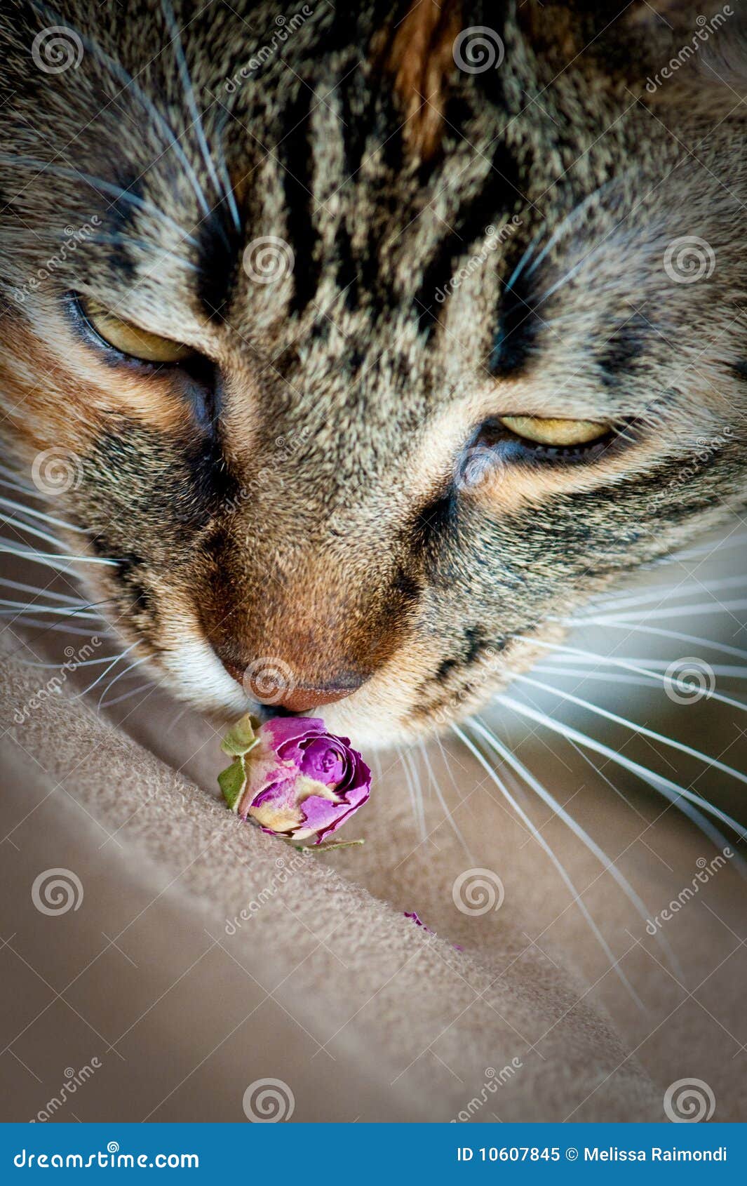 Smell the Roses stock image. Image of flower, kitten - 10607845