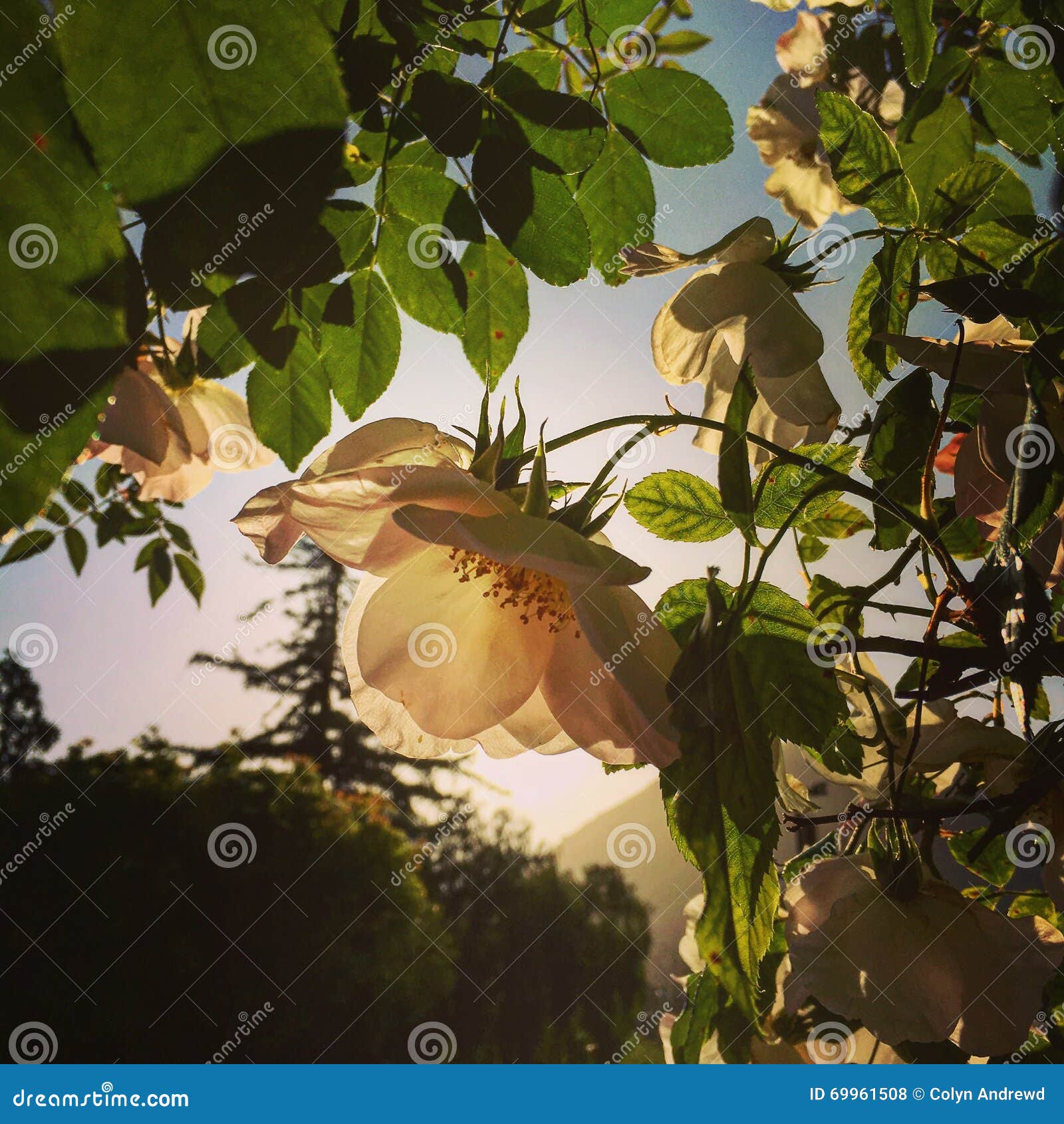 Smell the Roses stock photo. Image of spiritual, spirit - 69961508