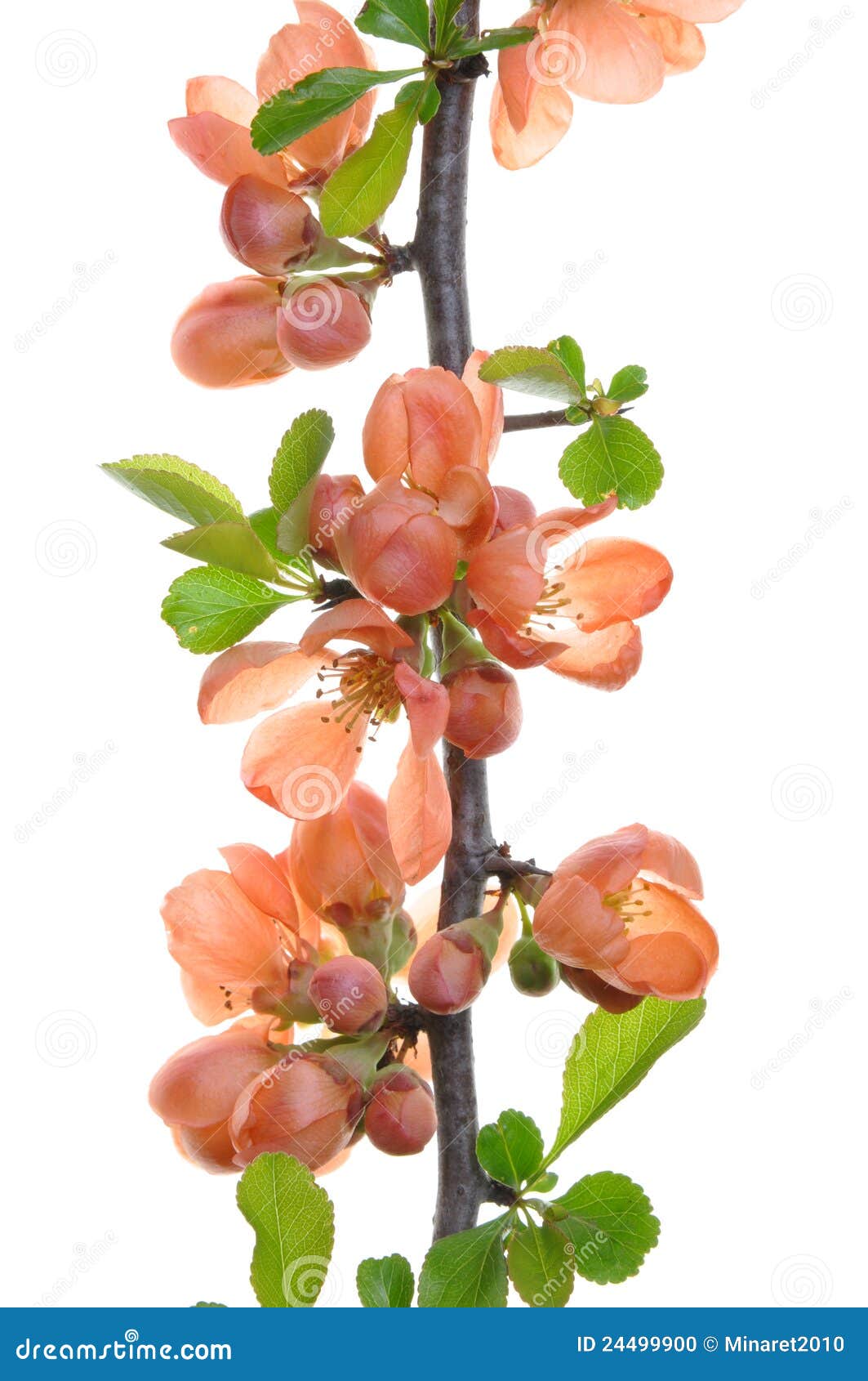 The smell of spring stock photo. Image of nature, leaf - 24499900