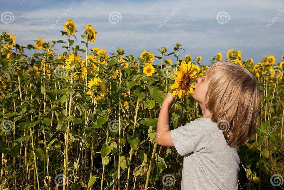 Smell the sunflower stock image. Image of smell, smelling - 21074009