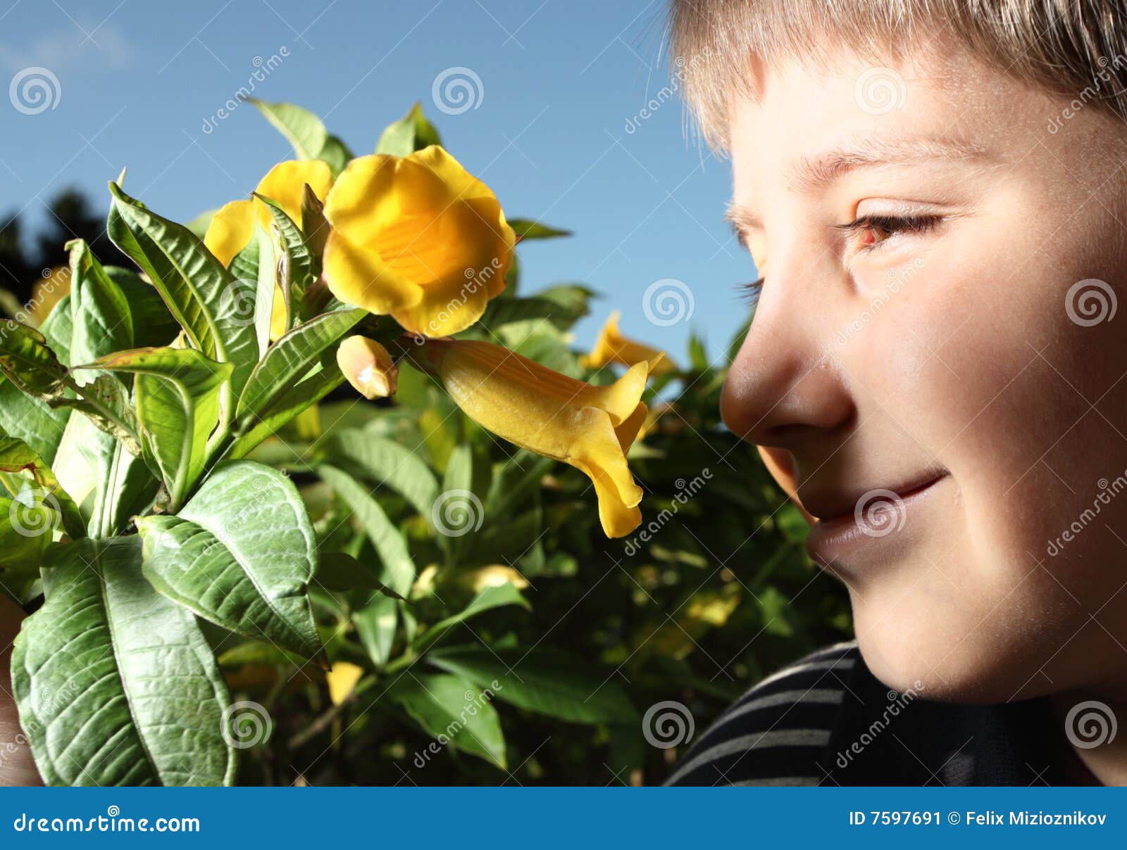 Smelling the flowers stock image. Image of blue, happy - 7597691