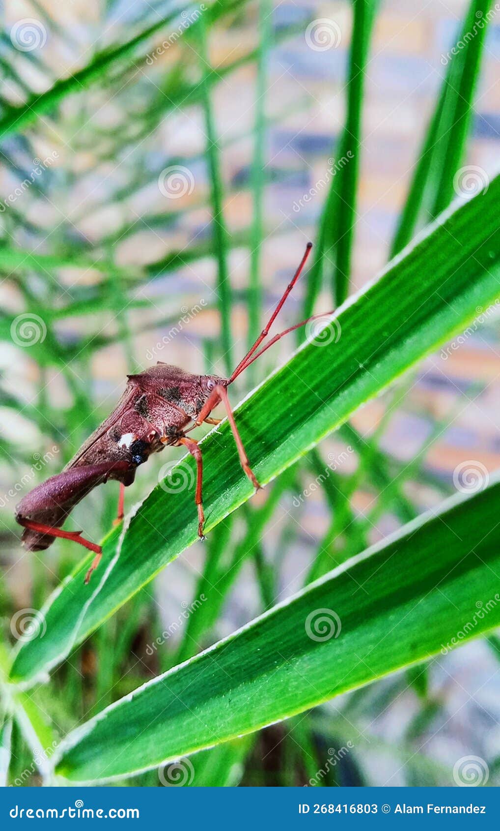 Smelling Locust with the Latin Name Leptocorisa Oratorius Stock Image ...