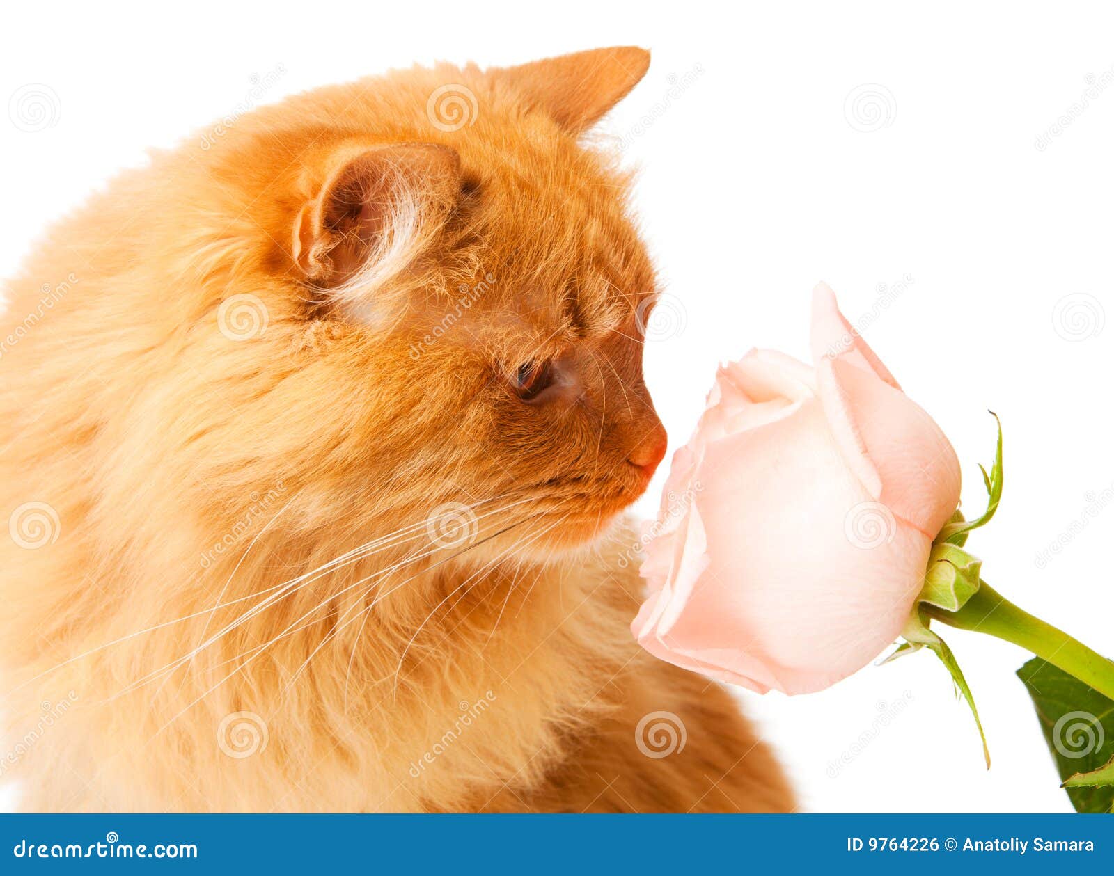 Smelling a rose stock photo. Image of sweet, domestic - 9764226