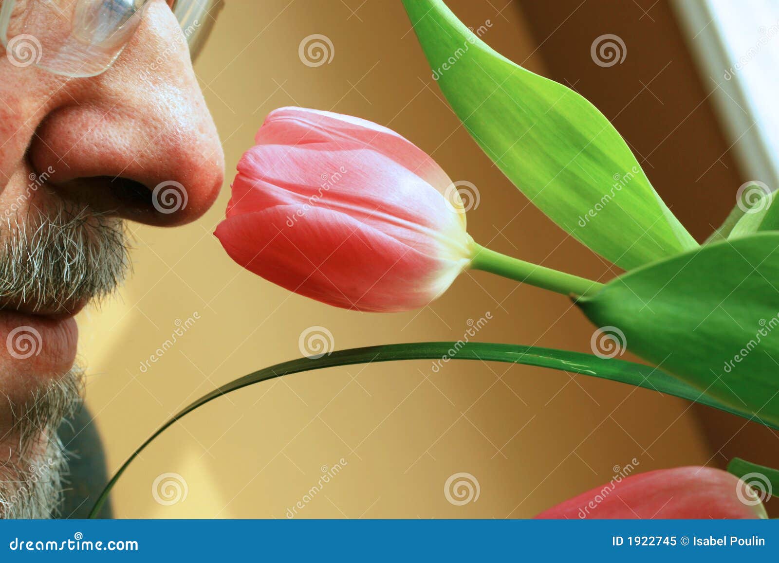 Smelling very good stock image. Image of bouquet, fresh - 1922745