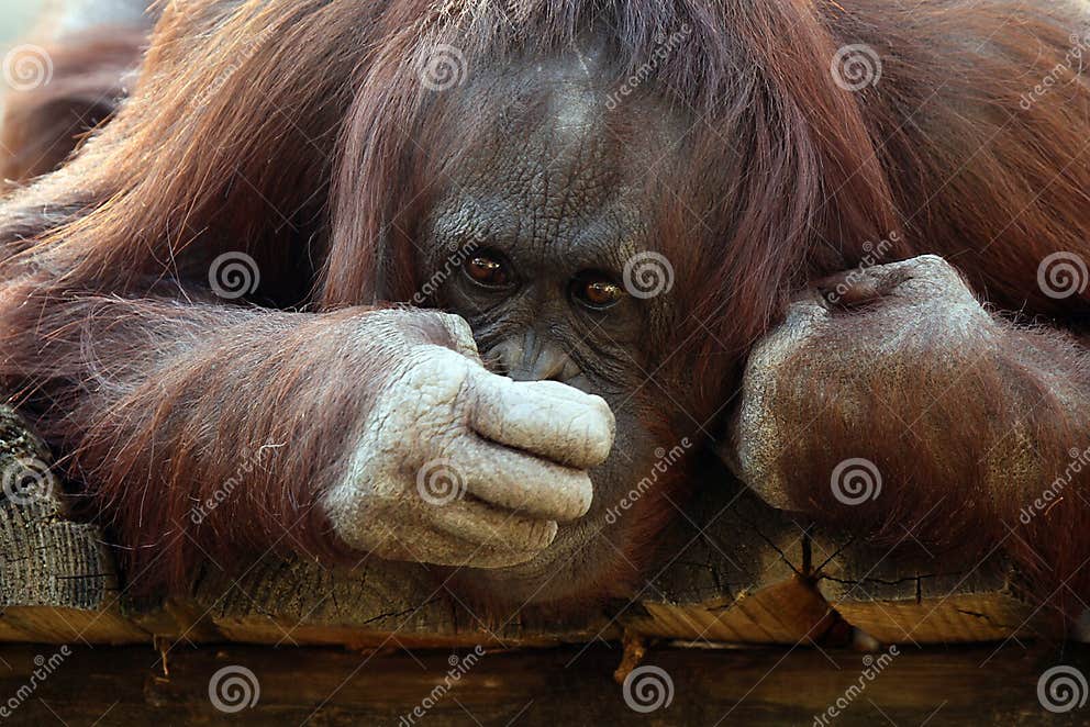 This Smells Funny stock photo. Image of curious, white - 9049536