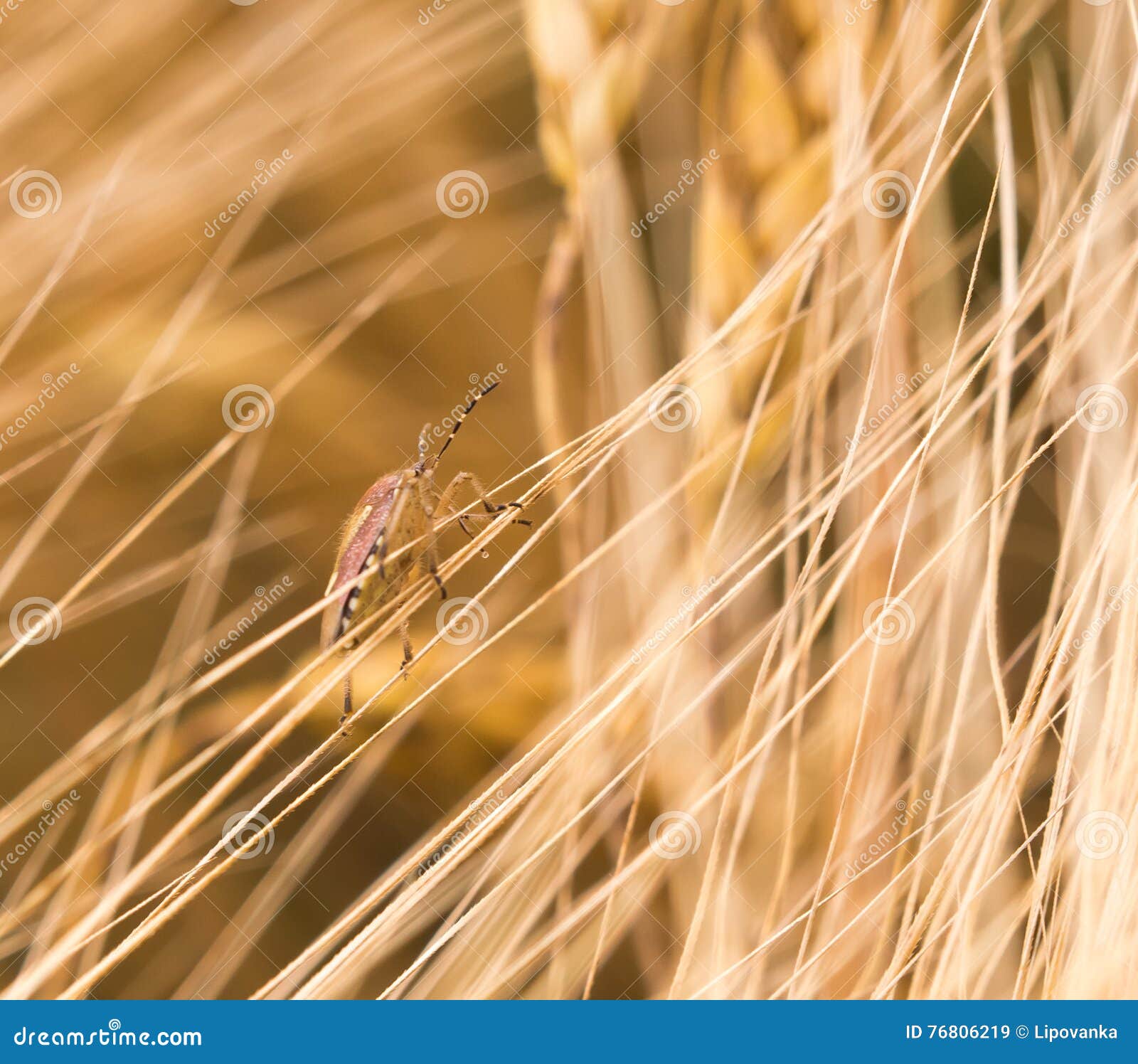 Smelly bug stock image. Image of blood, summer, bedbug - 76806219