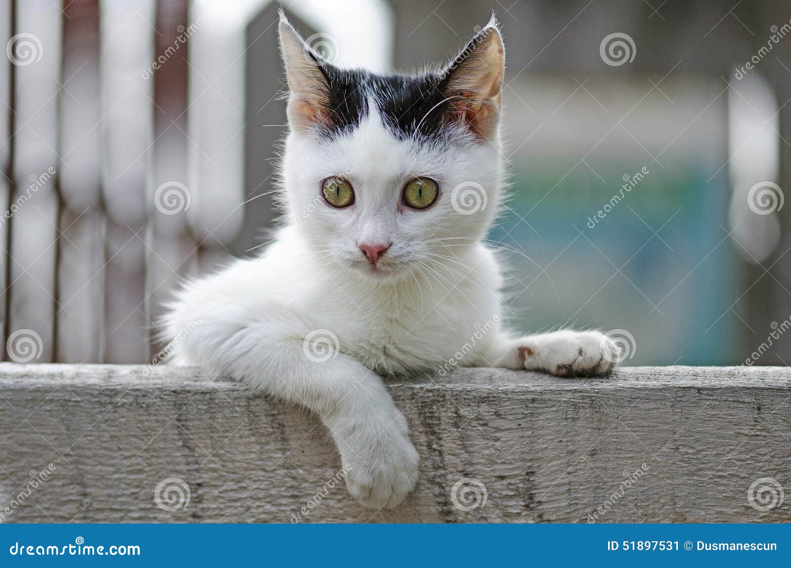 Smelly cat stock image. Image of desktop, great, landscape - 51897531
