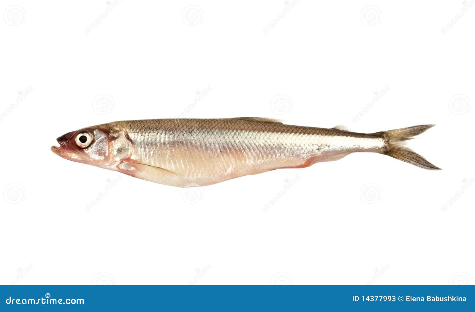 Smelt stock image. Image of maritime, fishing, delicious - 14377993
