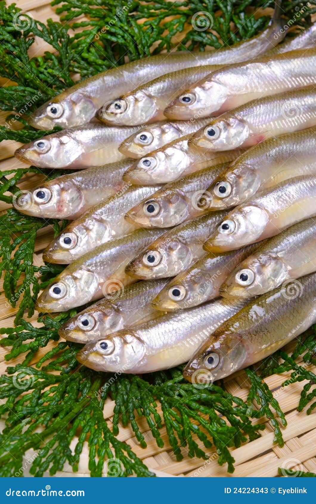 Smelt stock image. Image of close, eating, aquatic, background - 24224343
