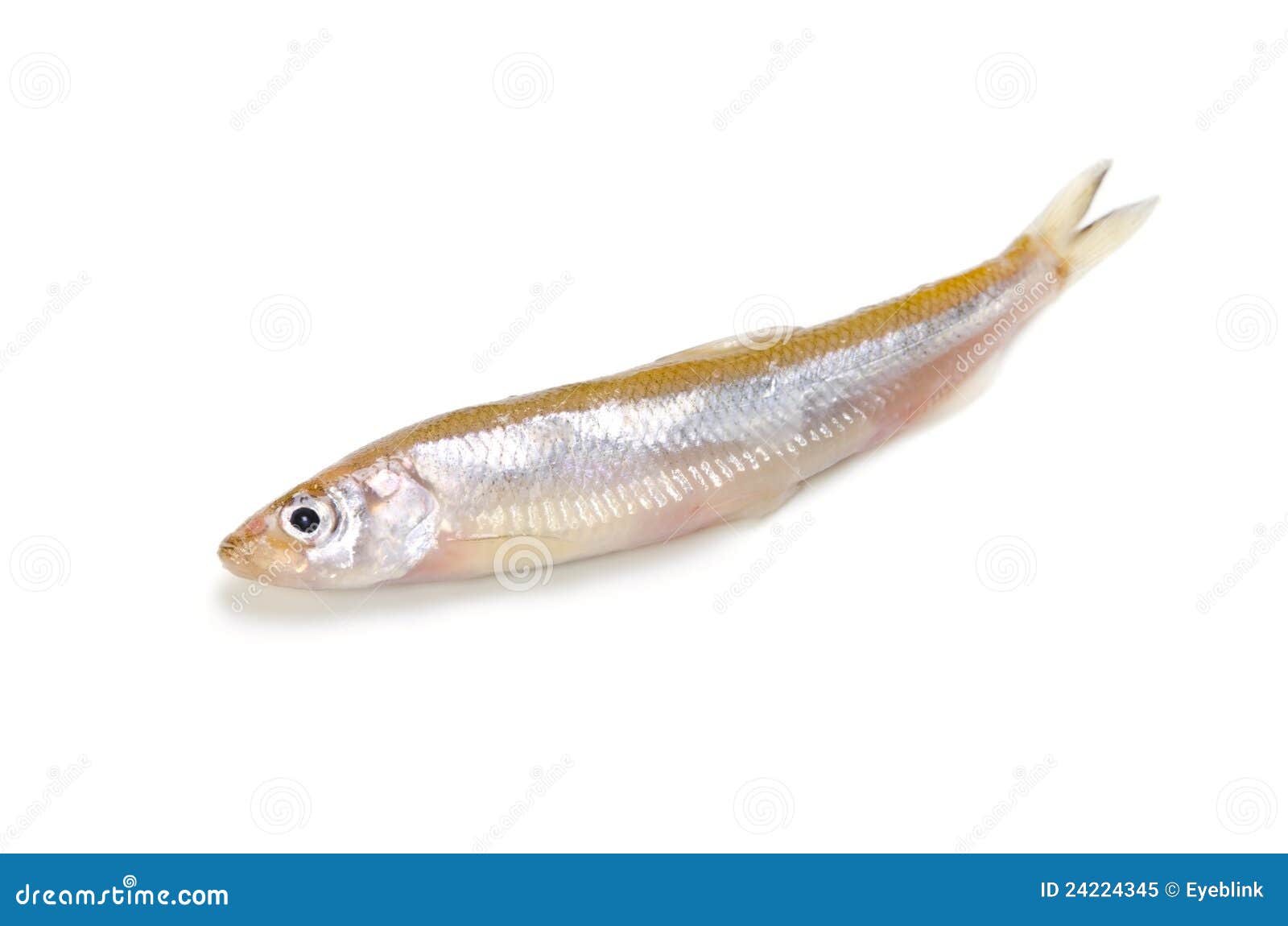Japanese Pond Smelt Stock Photos - Free & Royalty-Free Stock Photos ...