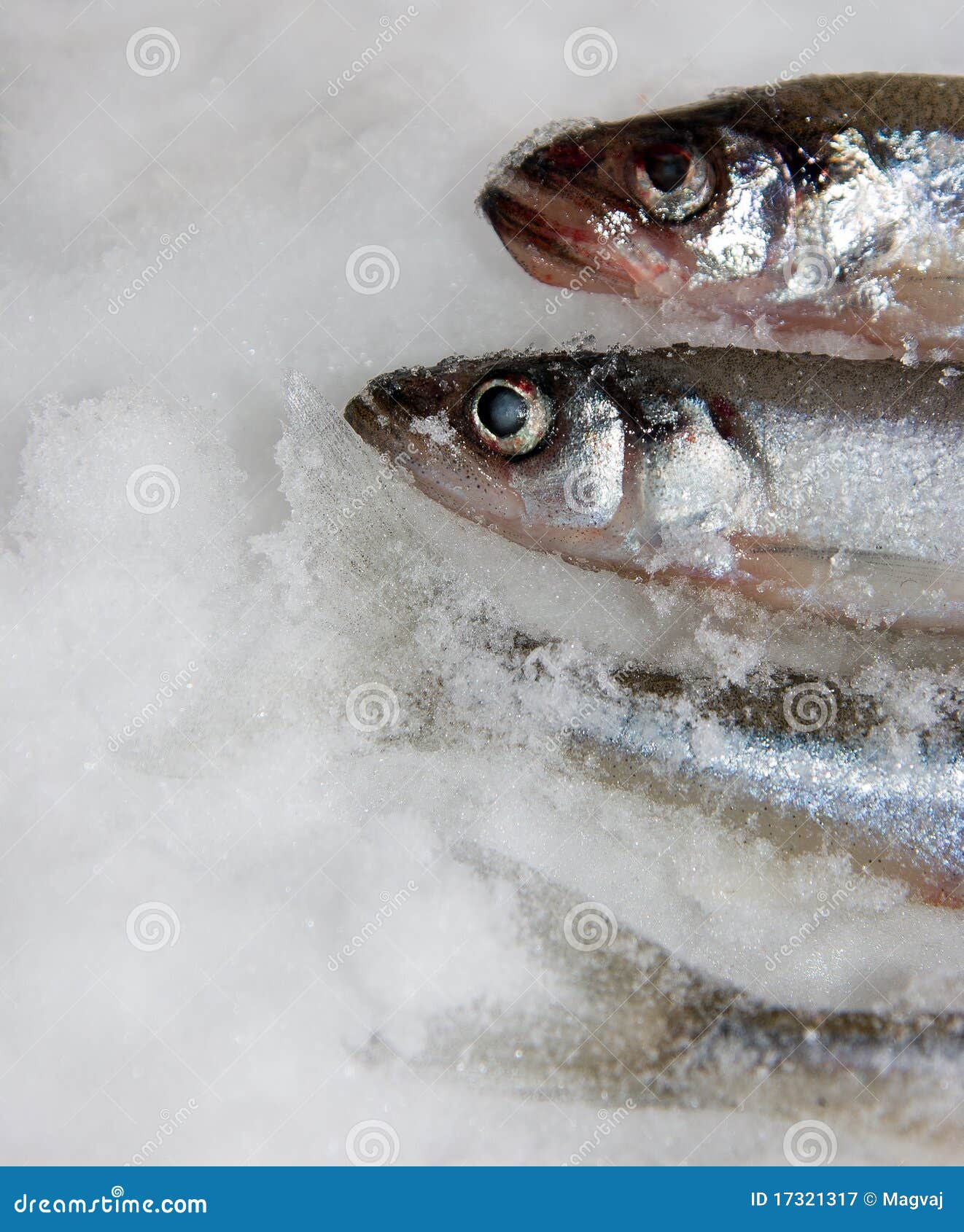 Smelt (fish) stock image. Image of food, healthy, outdoors - 17321317