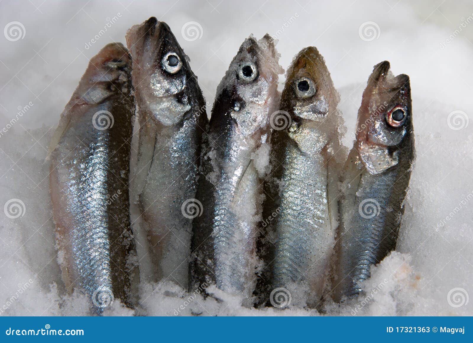 Smelt (fish) stock image. Image of catching, candle, head - 17321363