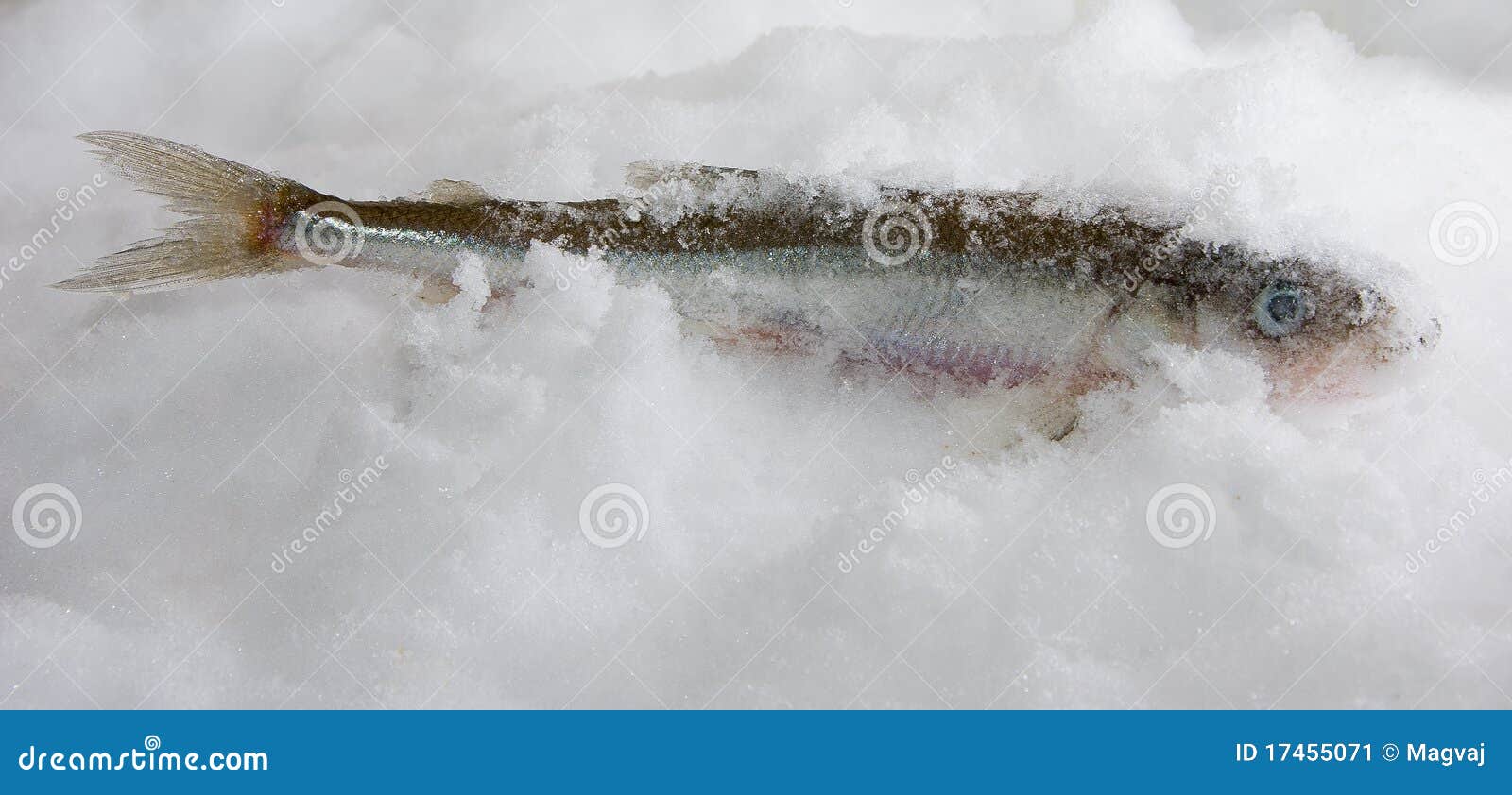 Smelt (fish) stock image. Image of frozen, haul, healthy - 17455071