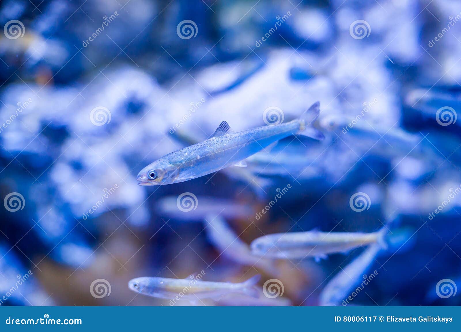 Smelt Fish (Osmerus Eperlanus) Royalty-Free Stock Image | CartoonDealer ...
