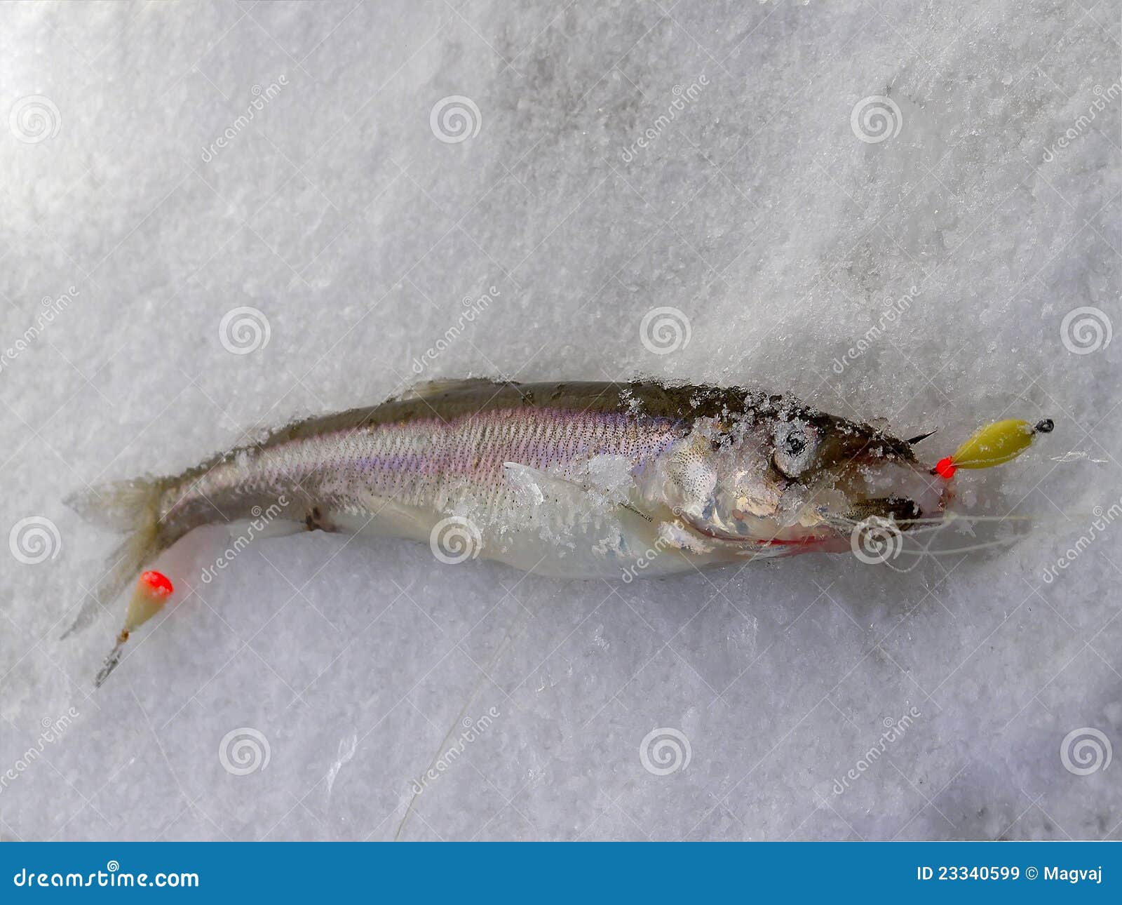 Smelt Fish Catching in Russia 2 Stock Image - Image of scaly, haul ...