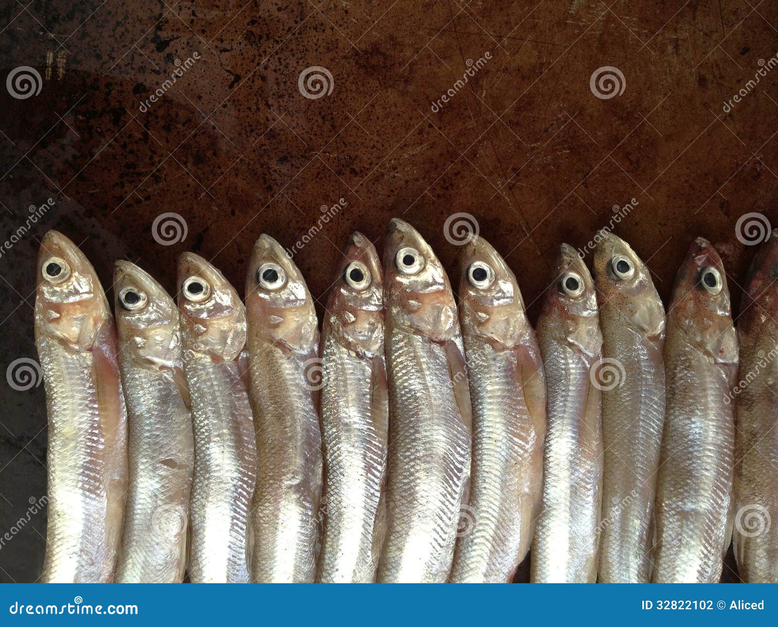 Smelt fish with copy space stock photo. Image of small - 32822102