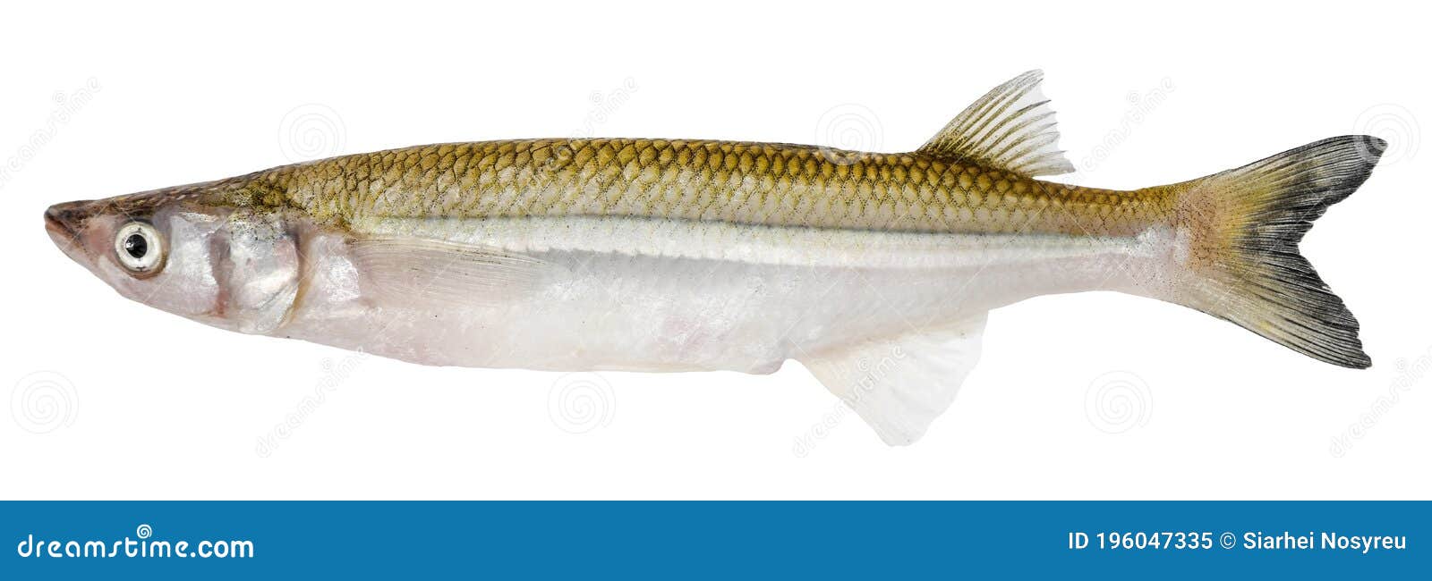 Smelt Fish (Osmerus Eperlanus) Royalty-Free Stock Image | CartoonDealer ...