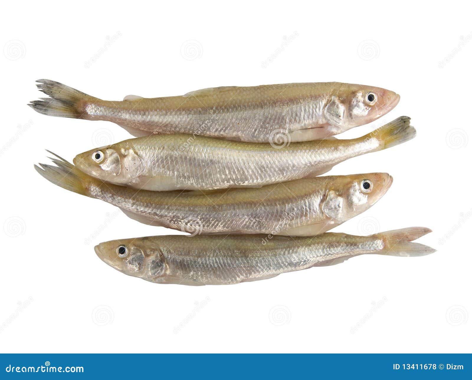 Smelt Fish (Osmerus Eperlanus) Royalty-Free Stock Image | CartoonDealer ...